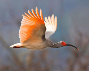 Bird Park Chandigarh – Explore Exotic Birds near Sukhna Lake